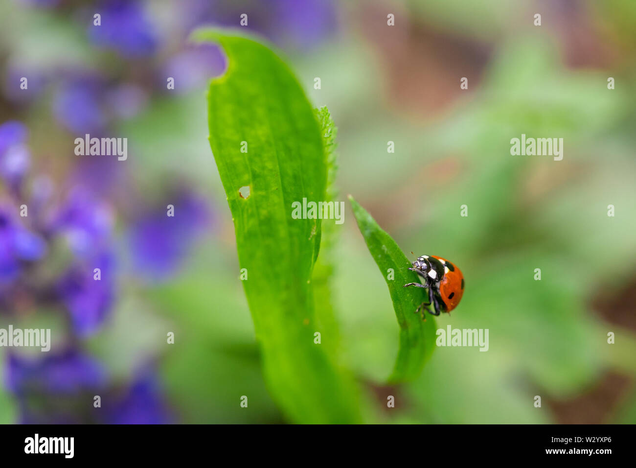 Closeup of red ladybug on top of green leaf with a soft blurred ...