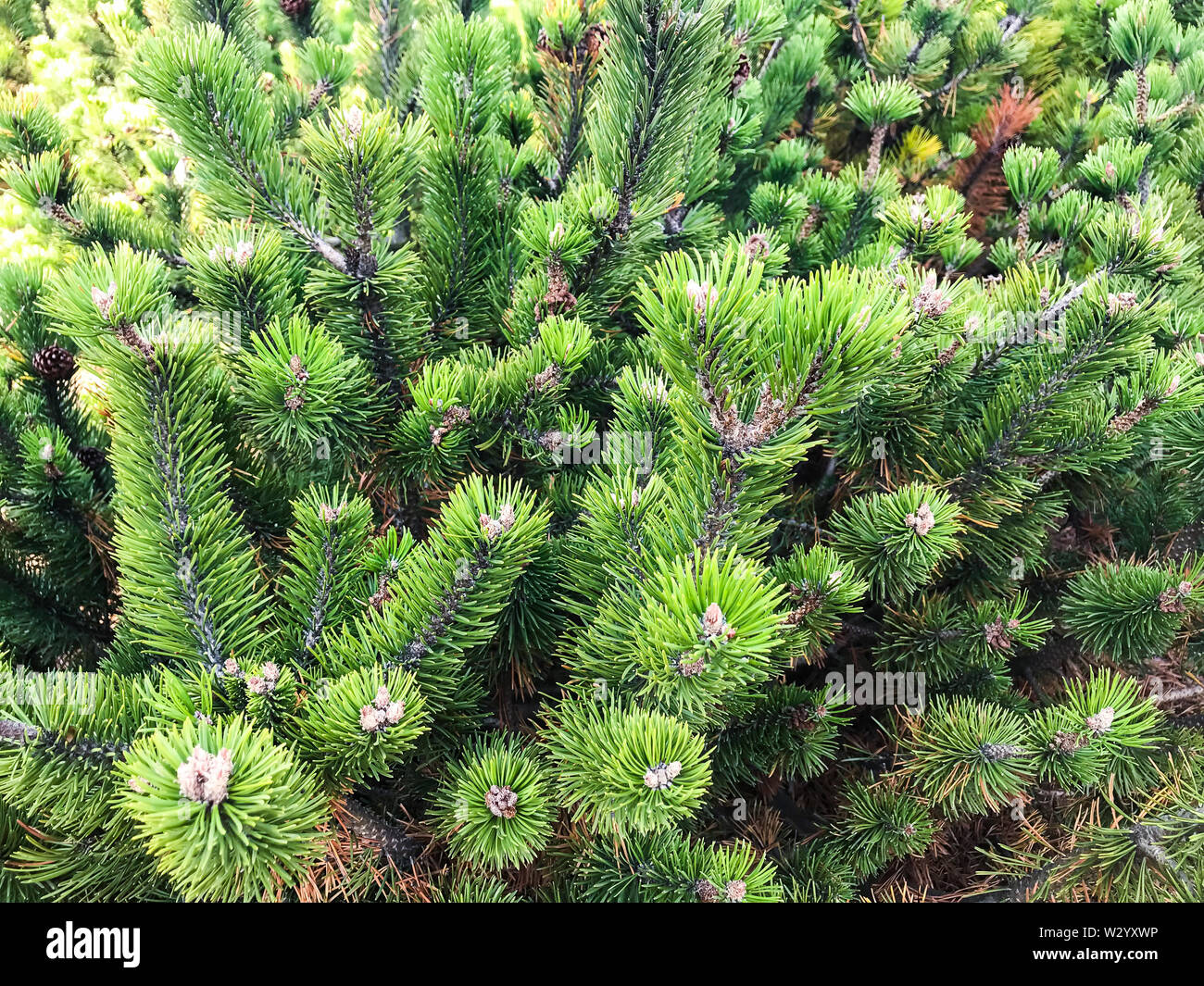 Branches of coniferous tree with cones Stock Photo - Alamy
