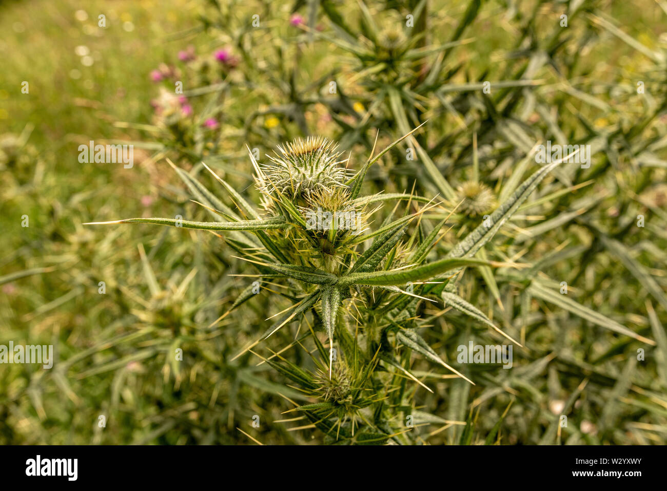 Spiny Green Wild Flower Wooly Thistle Cirsium Eriophorum Stock Photo ...