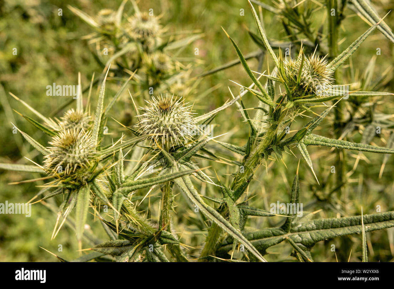 Spiny Green Wild Flower Wooly Thistle Cirsium Eriophorum Stock Photo ...