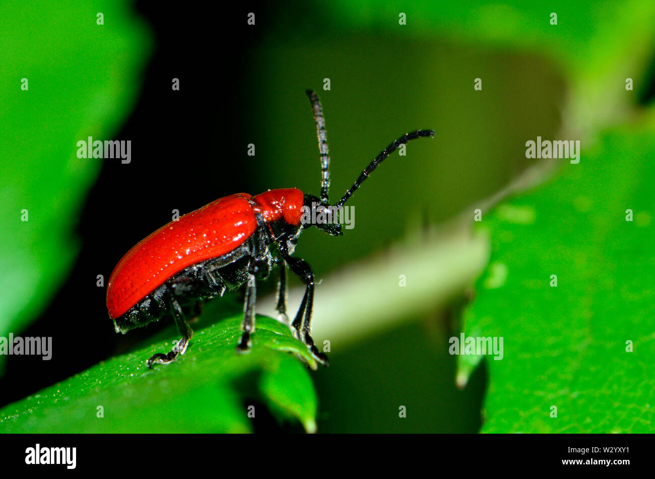 Lily Beetle (Lilioceris lilii) / Red Lily Beetle / Scarlet Lily Beetle ...