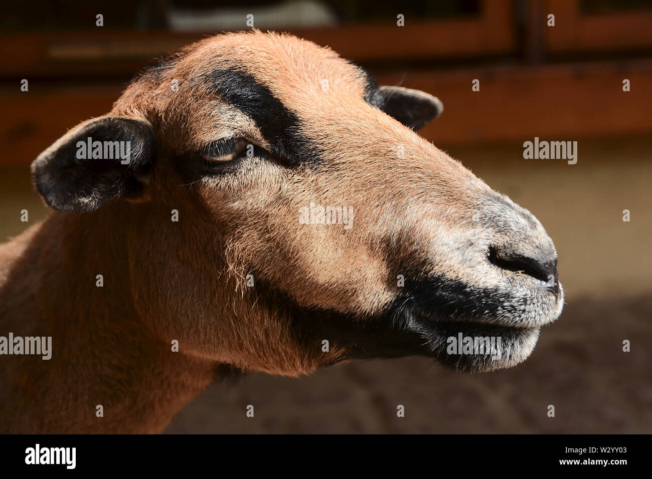 Breeding sheep hi-res stock photography and images - Alamy