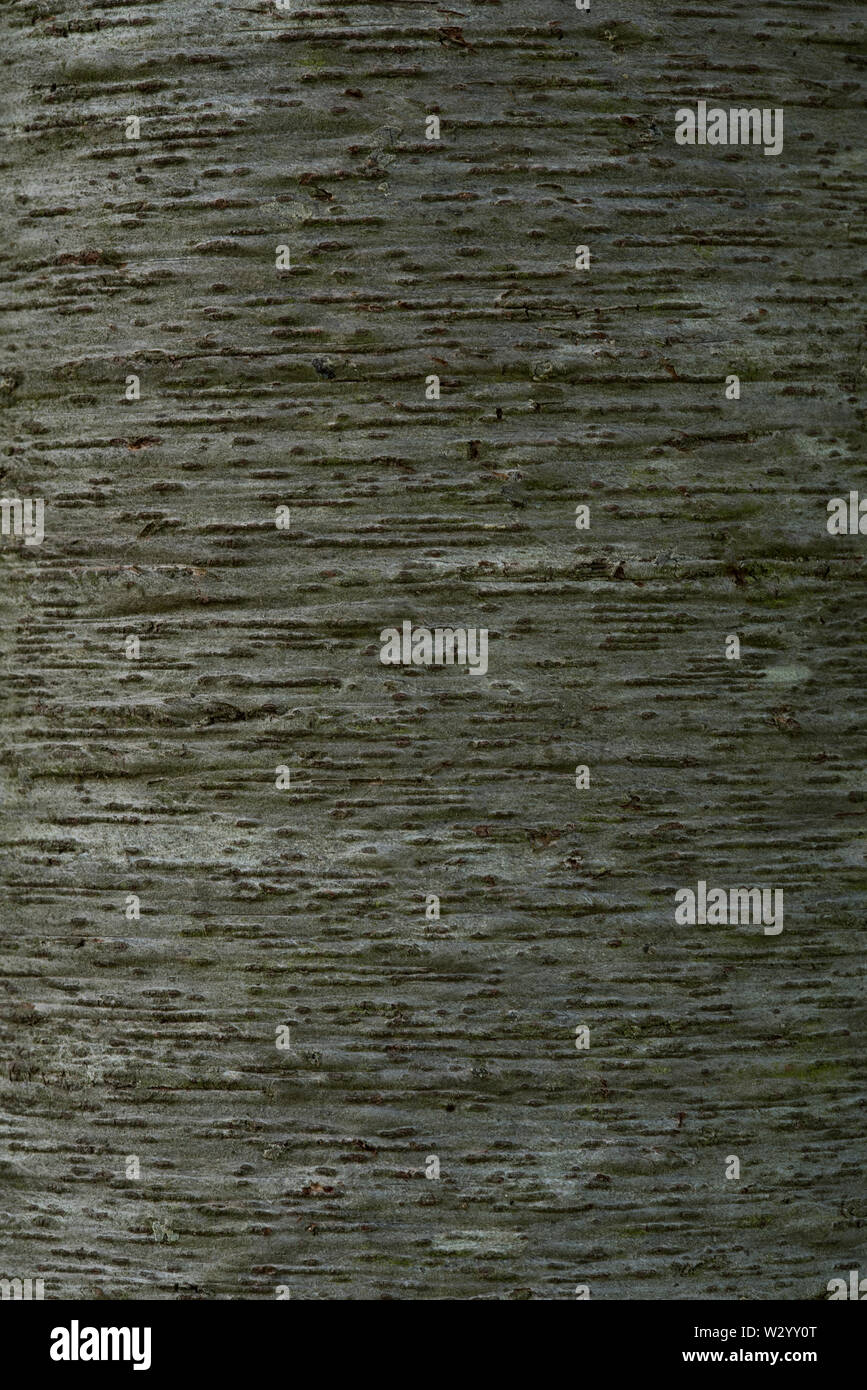 The grey / gray bark of a tree, possibly Cherry, with horizontal linear ...
