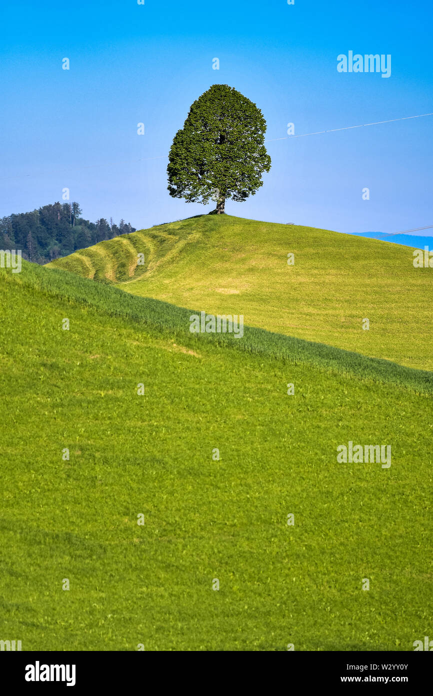 lonely tree on hill im Emmental Stock Photo - Alamy