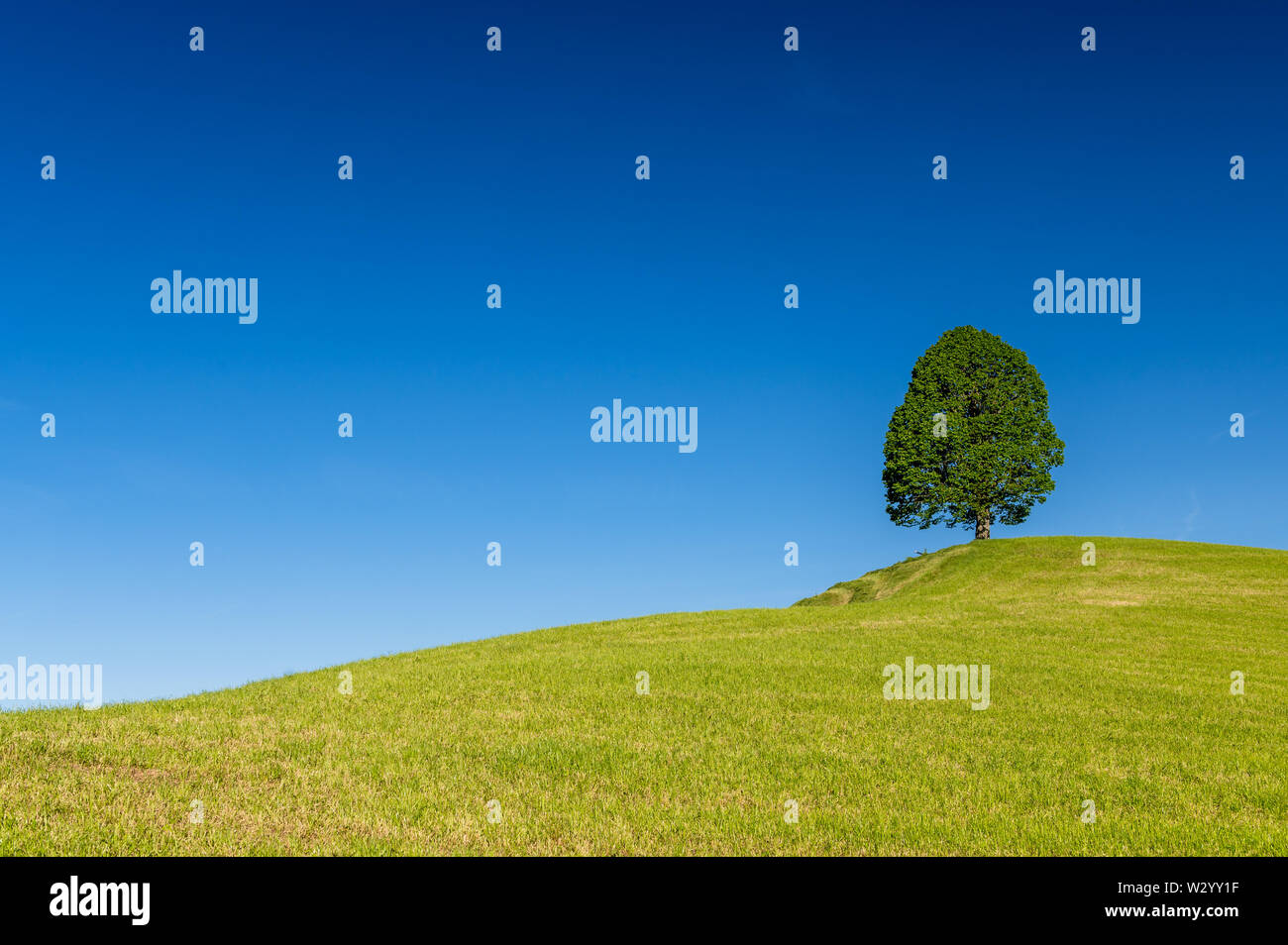 lonely tree on hill im Emmental Stock Photo - Alamy
