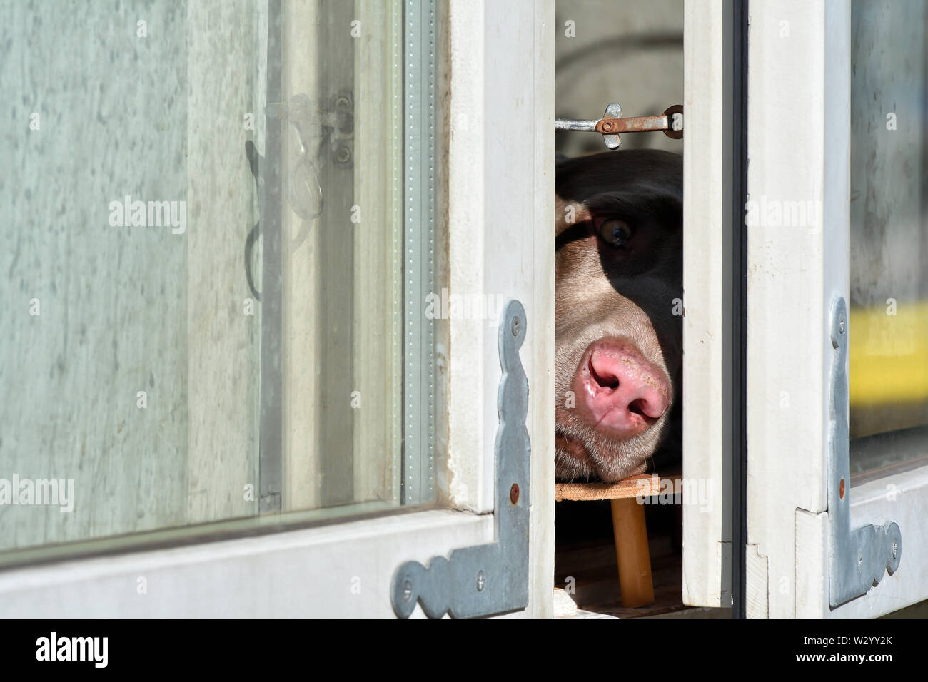 Dog behind glass hi-res stock photography and images - Alamy