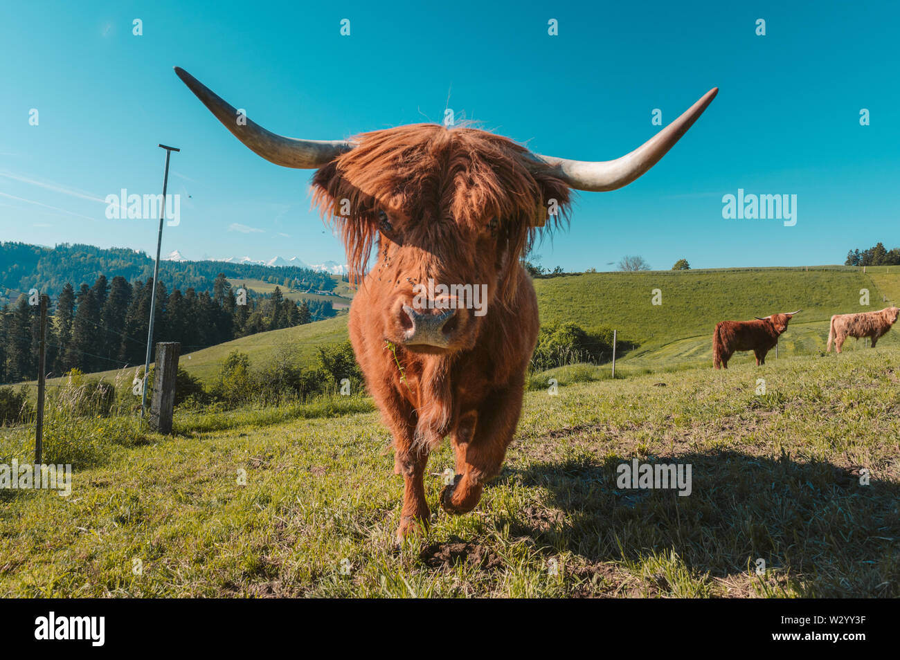 hairy Scottish highland cattle on a green meadow in switzerland Stock ...