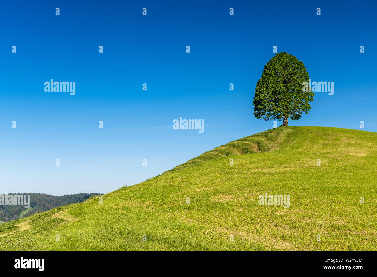 lonely tree on hill im Emmental Stock Photo - Alamy