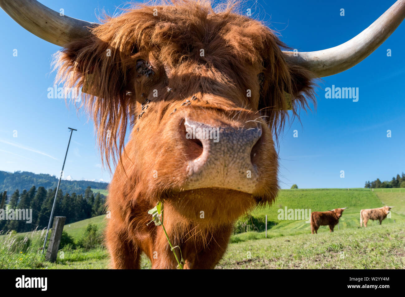 Scottish yak hi-res stock photography and images - Alamy