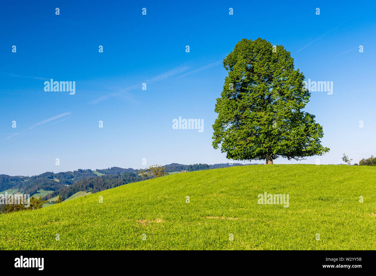 lonely tree on hill im Emmental Stock Photo - Alamy