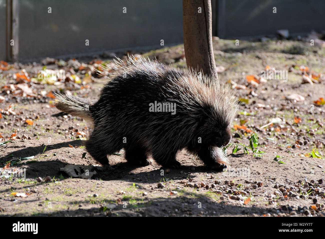 Porcupine tree hi-res stock photography and images - Alamy