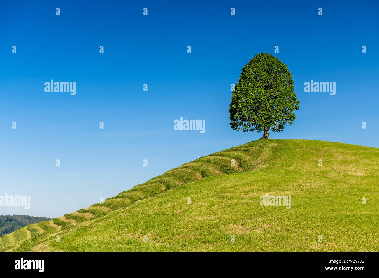 lonely tree on hill im Emmental Stock Photo - Alamy