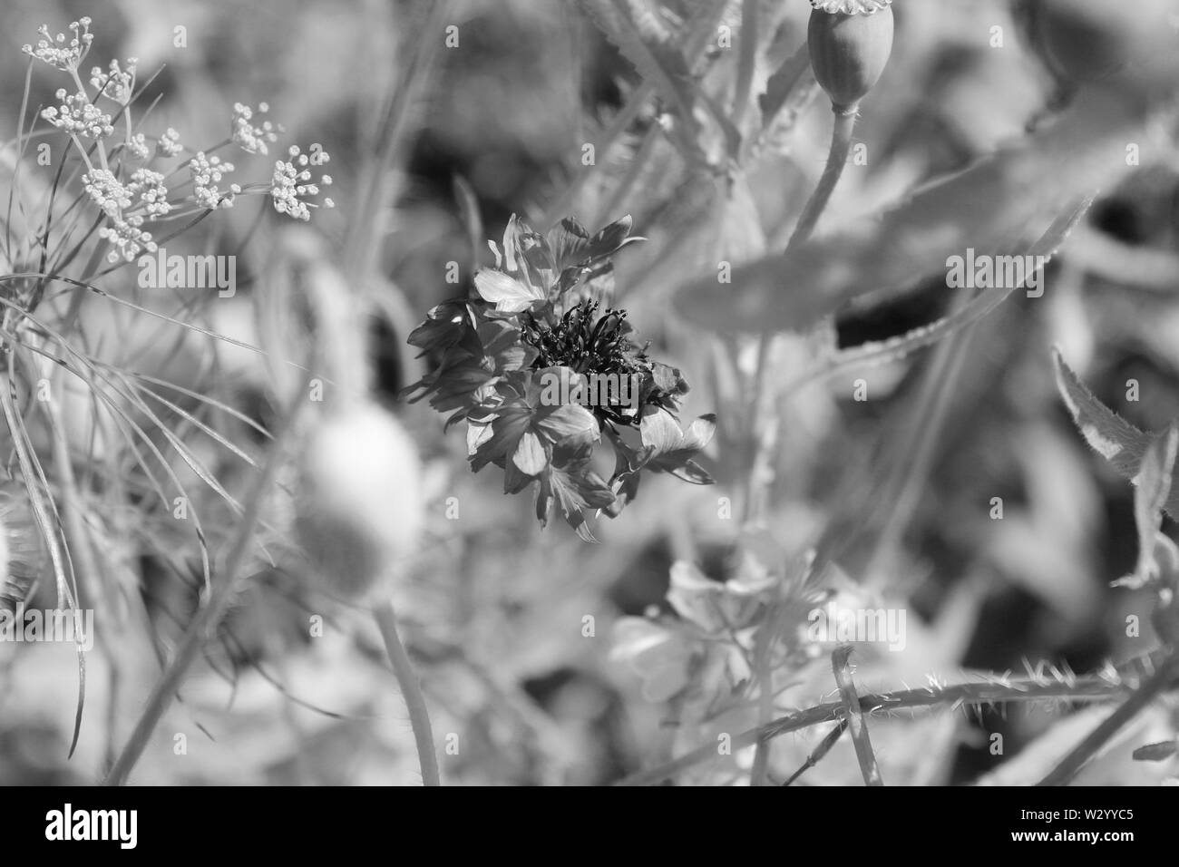 Wildflower pollination Black and White Stock Photos & Images - Alamy