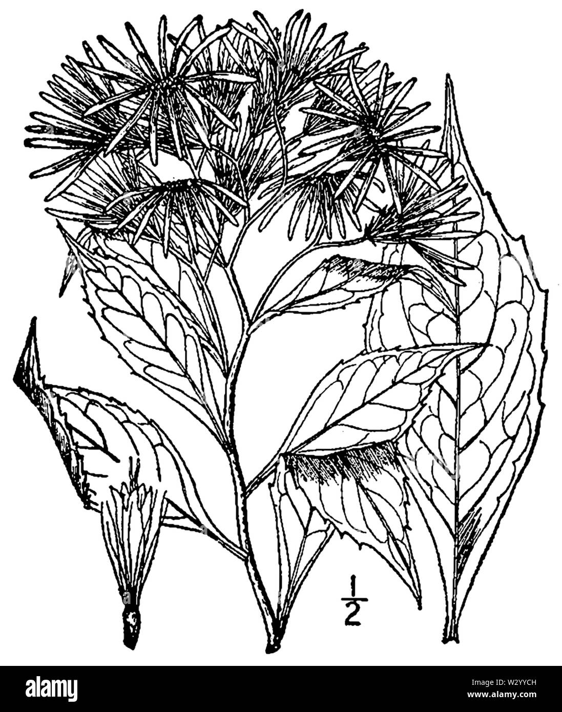 Acuminata hi-res stock photography and images - Alamy