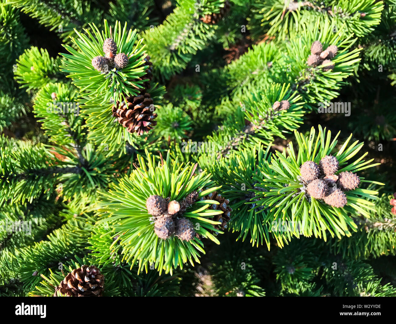 Branches of coniferous tree with cones Stock Photo - Alamy