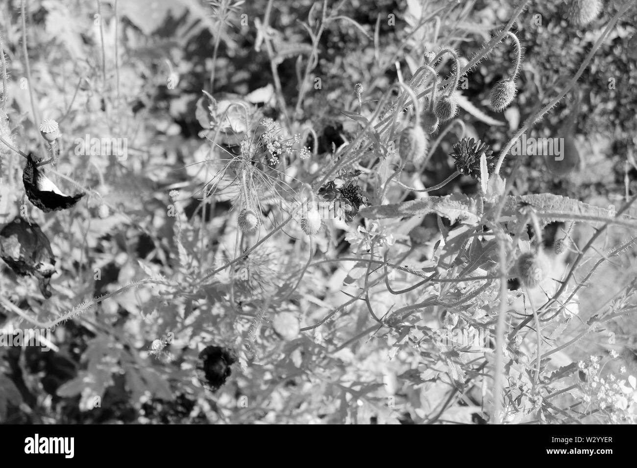 Wildflower pollination Black and White Stock Photos & Images - Alamy
