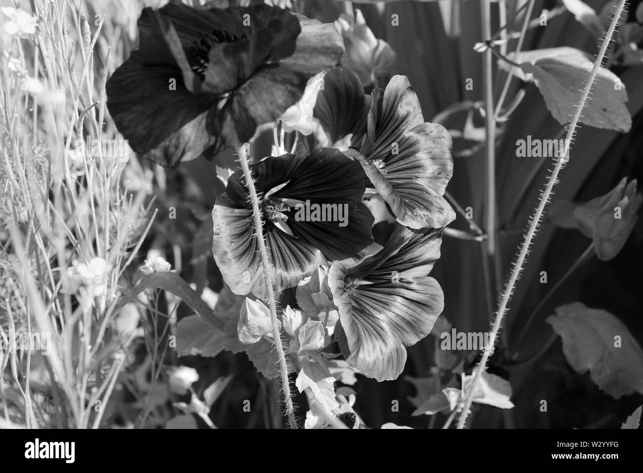 Wildflower pollination Black and White Stock Photos & Images - Alamy