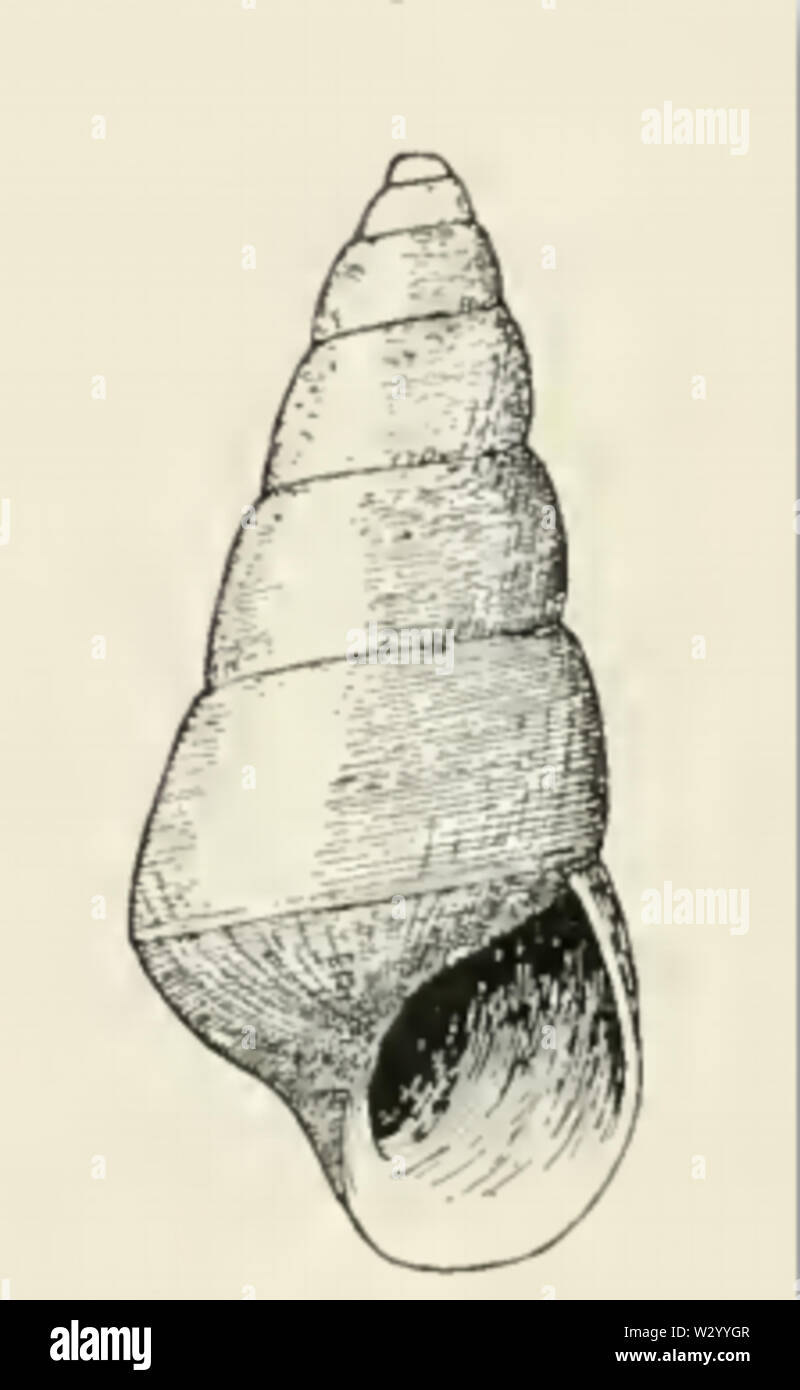 Odostomia angularis 001 Stock Photo - Alamy