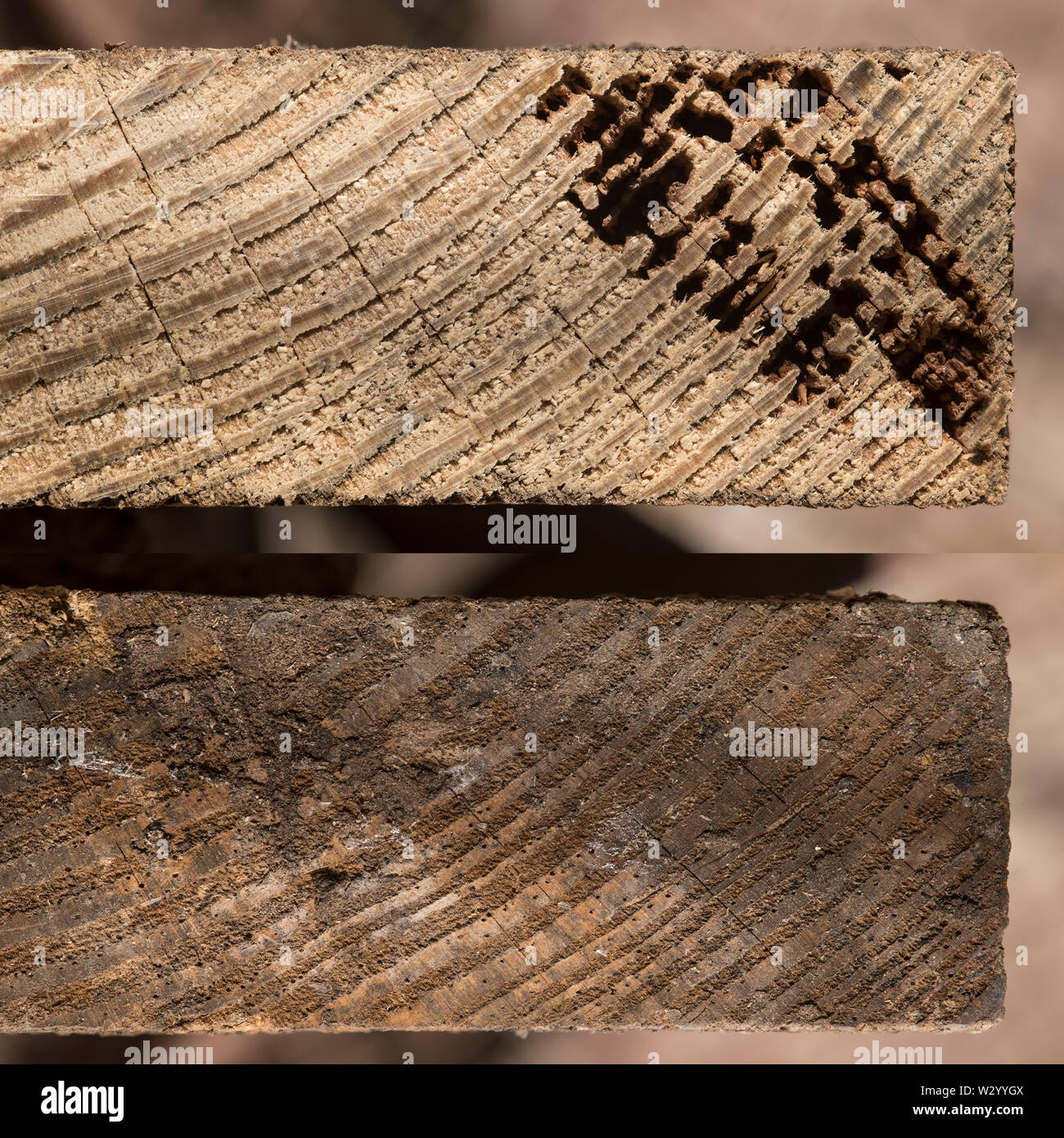 Two sections of wood showing decay in the upper section from infection ...