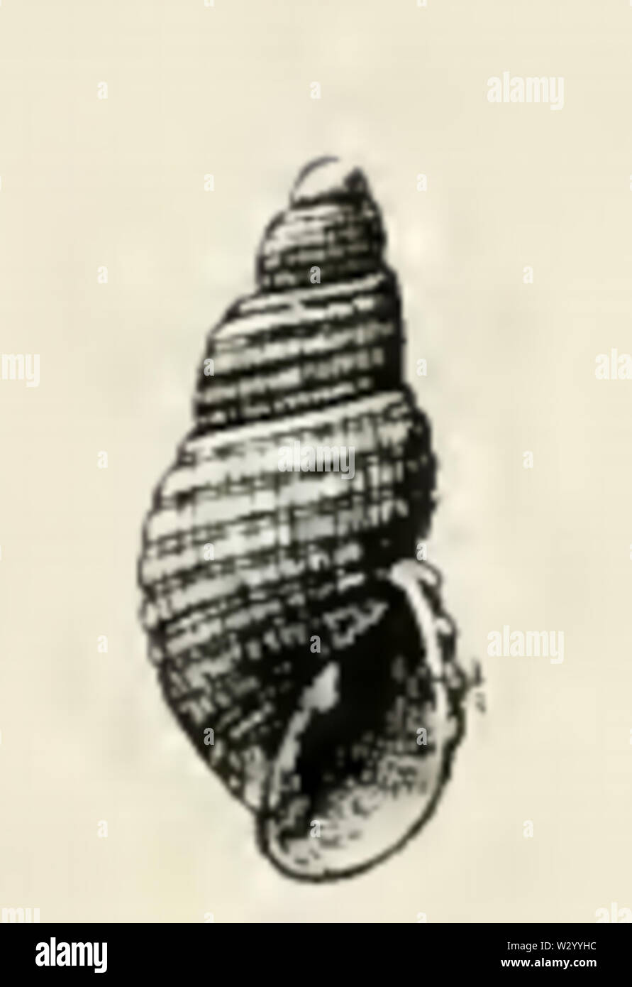 Delicatula hi-res stock photography and images - Alamy