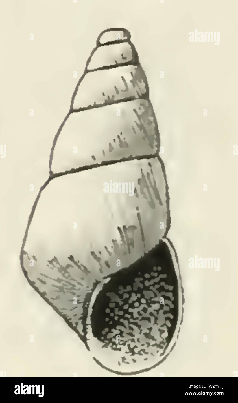 Odostomia Barkleyensis 001 Stock Photo Alamy