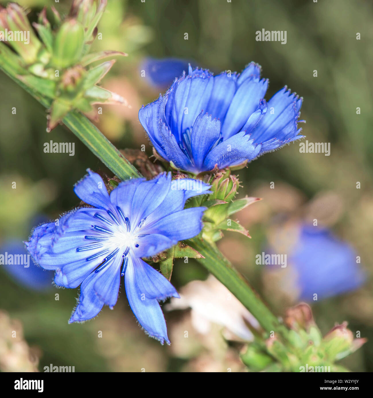 Wild chicory edible hi-res stock photography and images - Alamy