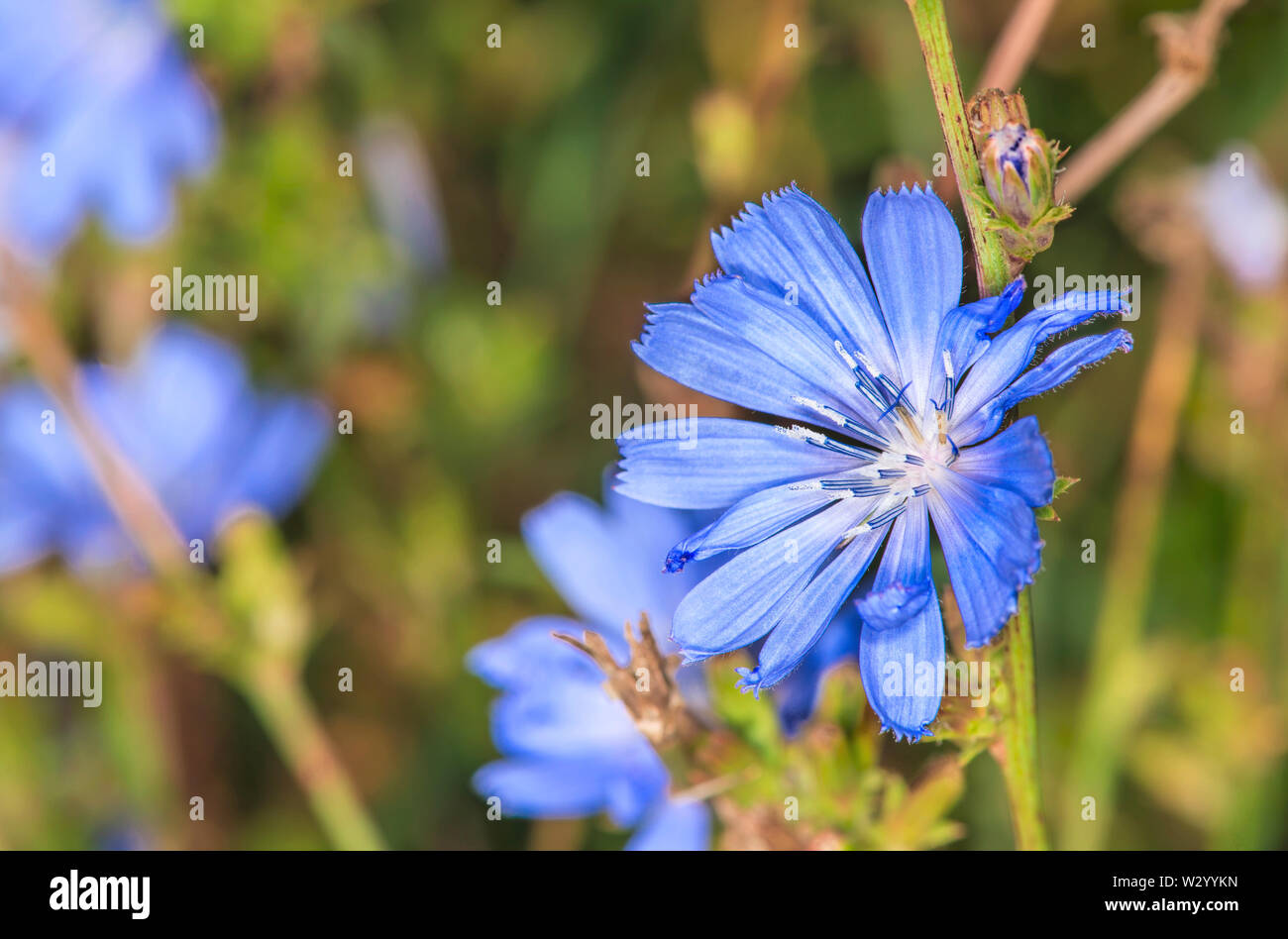 Wild chicory is a perennial herb of the Astrov family Stock Photo - Alamy