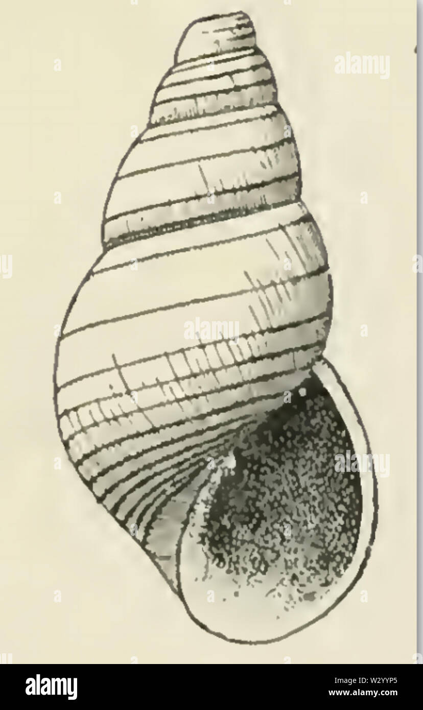 Odostomia excisa 001 Stock Photo - Alamy