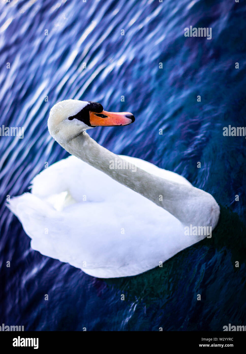 Elegant and graceful Swan in Geneva Switzerland swimming in the lake ...