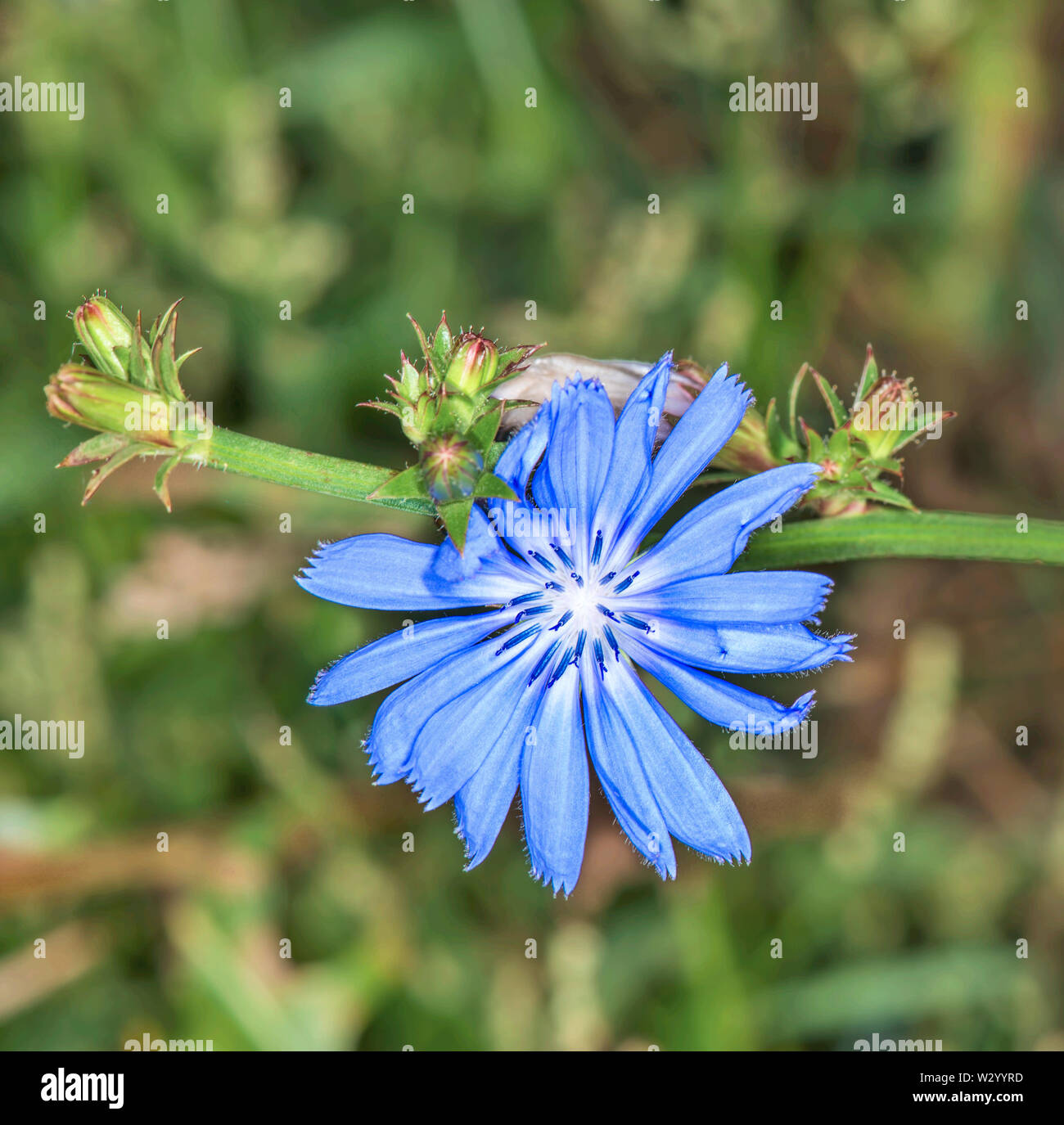 Astrov family hi-res stock photography and images - Alamy