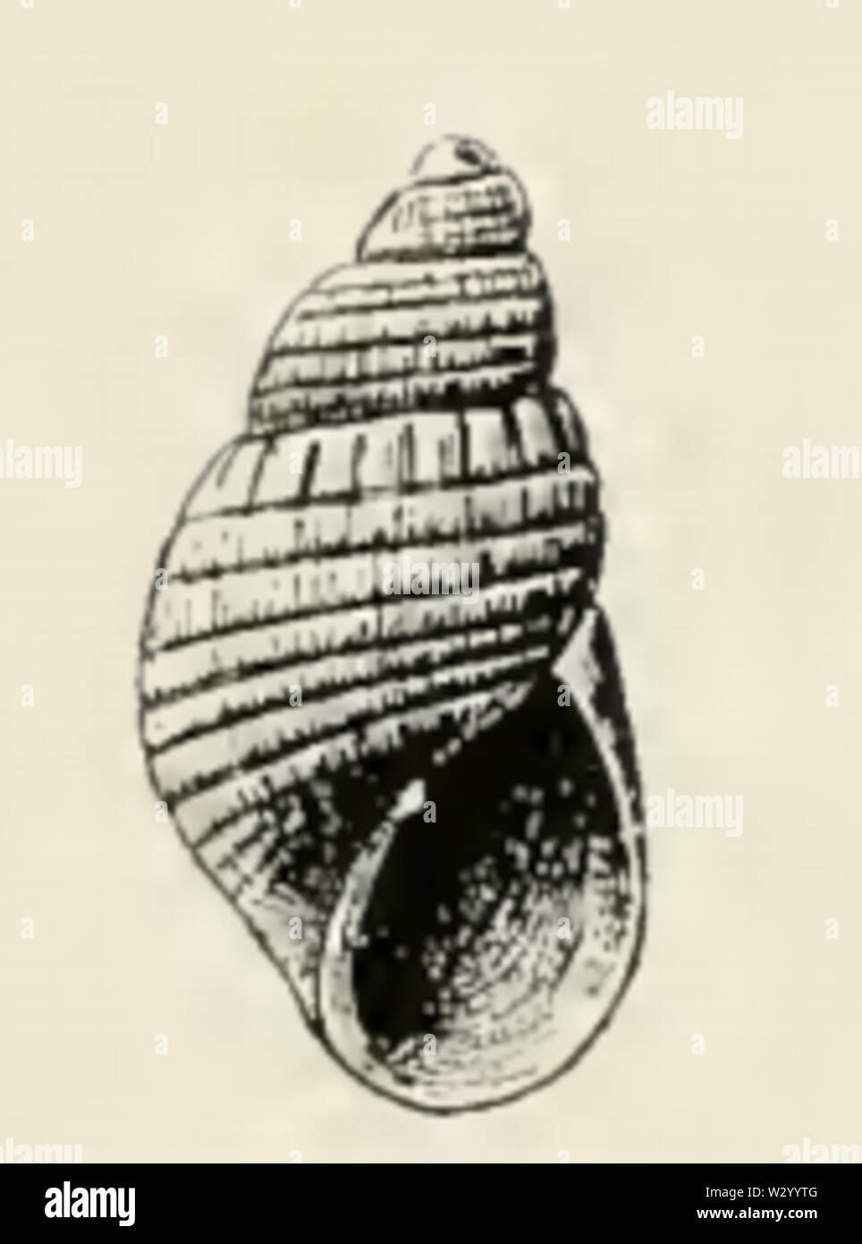 Sapia hi-res stock photography and images - Alamy