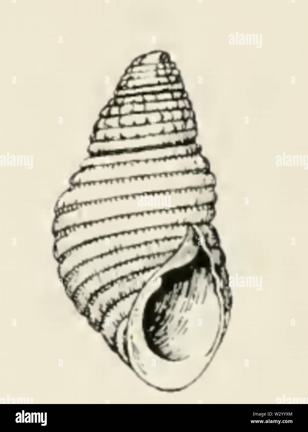 Rotundata hi-res stock photography and images - Alamy