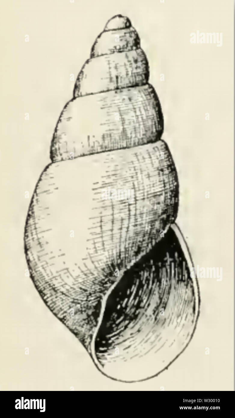 Odostomia tenuisculpta hi-res stock photography and images - Alamy