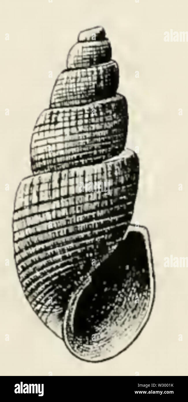 Turricula High Resolution Stock Photography and Images - Alamy