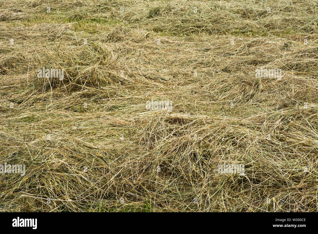 Mowed grass pattern hi-res stock photography and images - Alamy