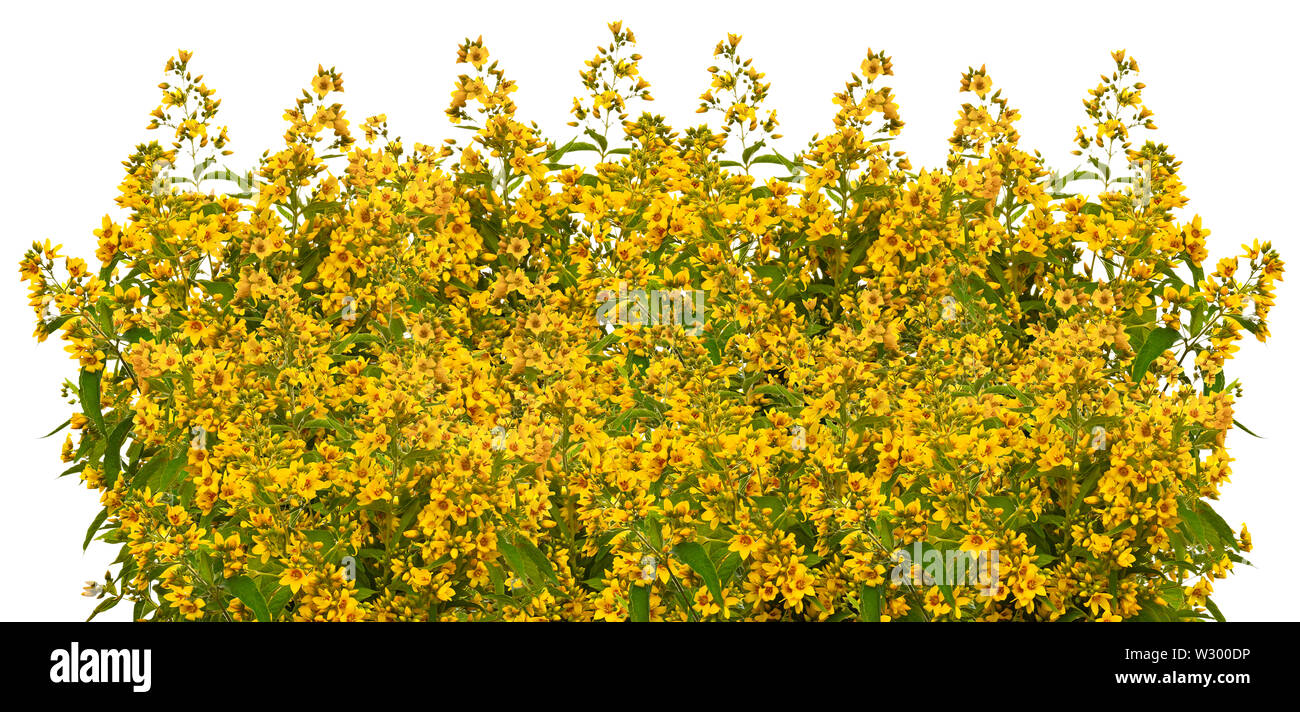 Yellow wild flowers in row on white background Stock Photo - Alamy