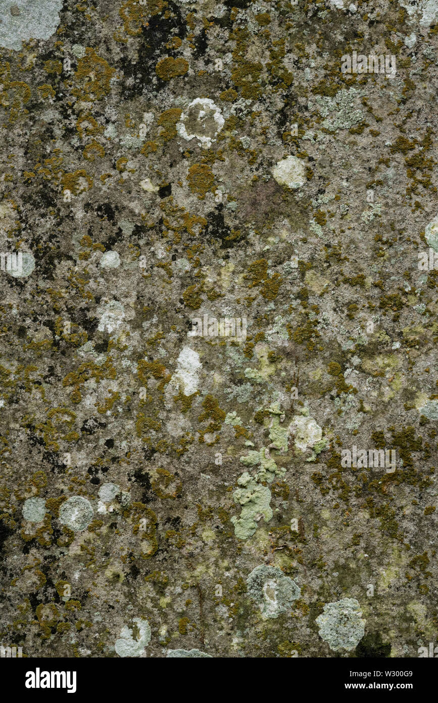 Close up of the mottled surface pattern and texture on a weathered ...