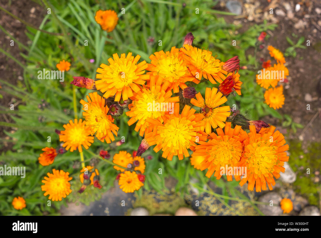Fox-and-cubs (Pilosella aurantiaca) wildflower head Hereford,England UK ...