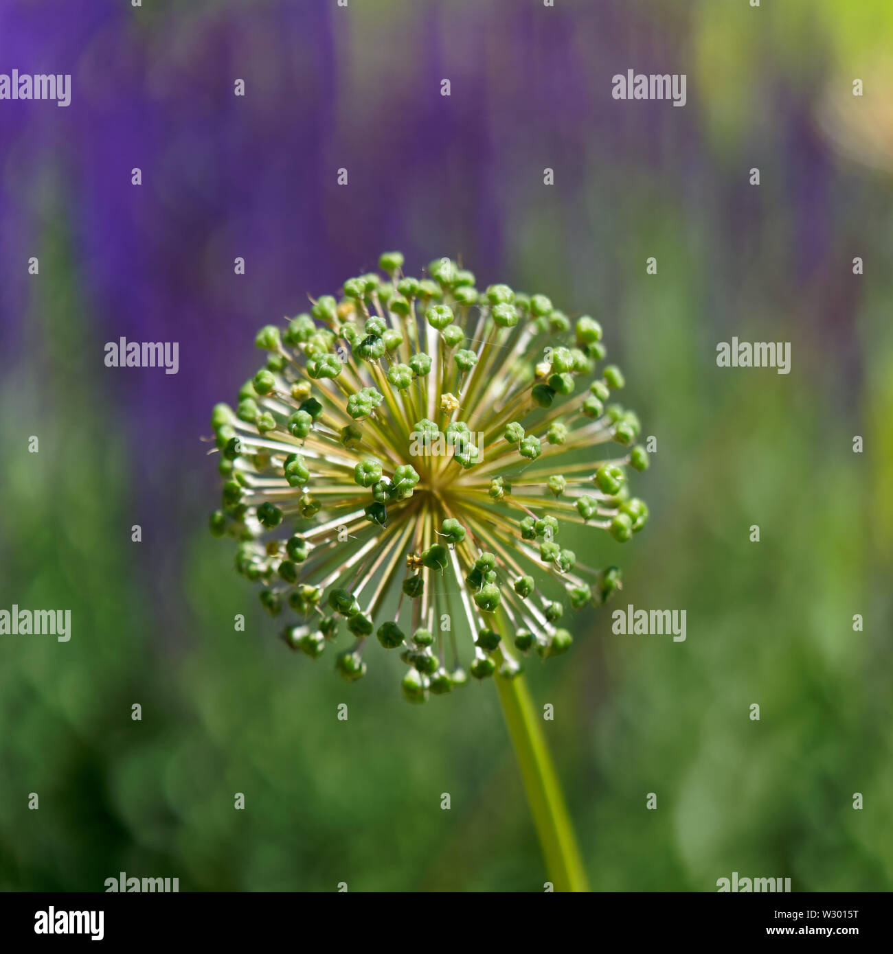 Green skeletons hi-res stock photography and images - Alamy