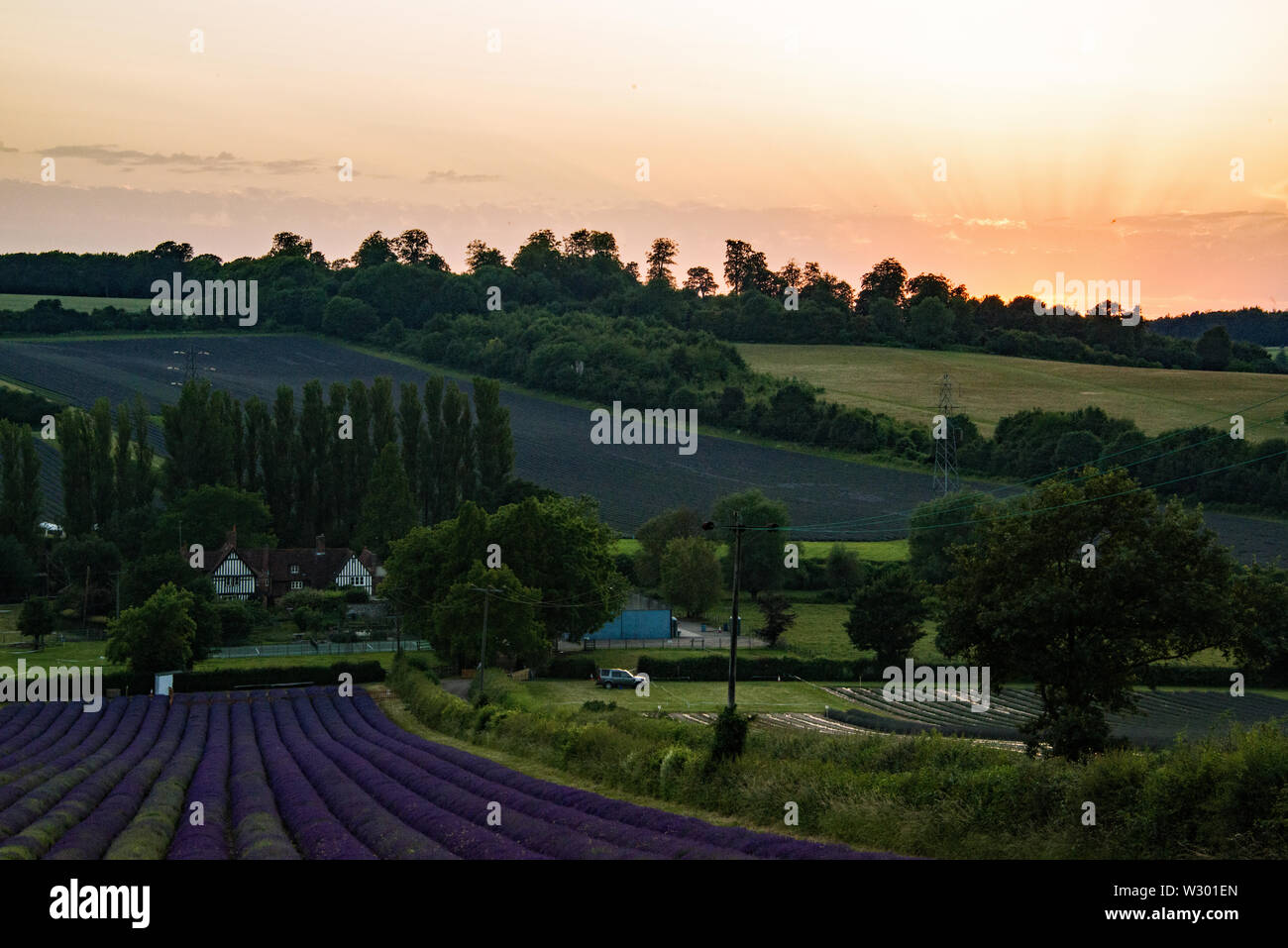 Lavender Fields Kent Uk High Resolution Stock Photography and Images ...