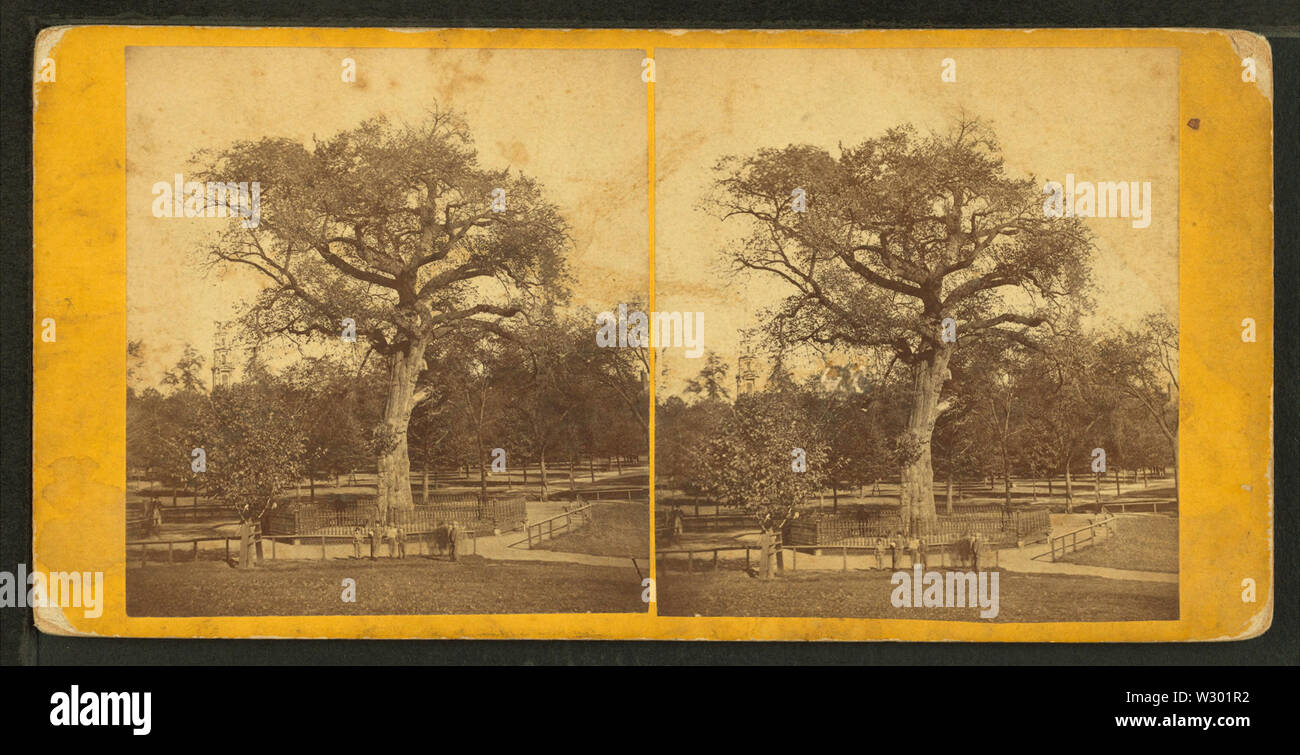 Old elm tree on Boston Common, by John B Heywood Stock Photo - Alamy