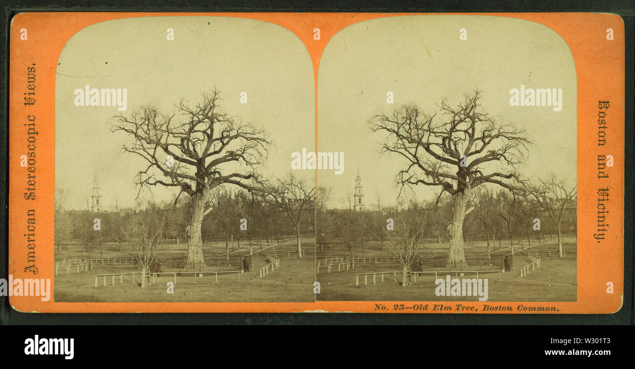 Old elm tree hi-res stock photography and images - Alamy