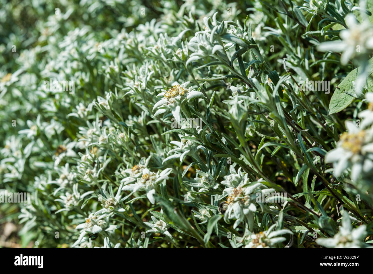 Edelweiss plant hi-res stock photography and images - Alamy