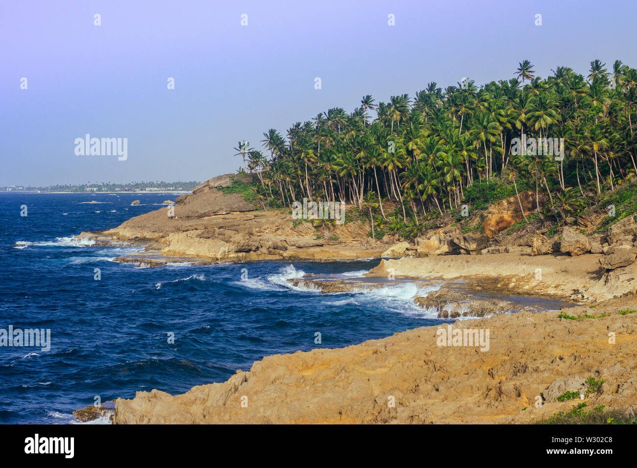 Puerto rico palm tree hi-res stock photography and images - Alamy