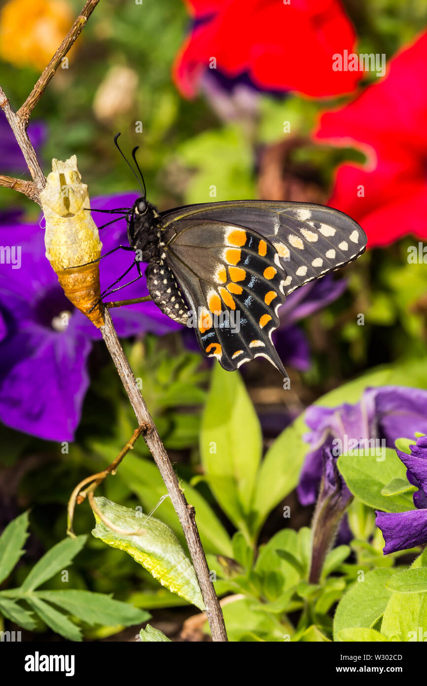 Eastern Black Swallowtail Butterfly (Papilio polyxenes Stock Photo - Alamy