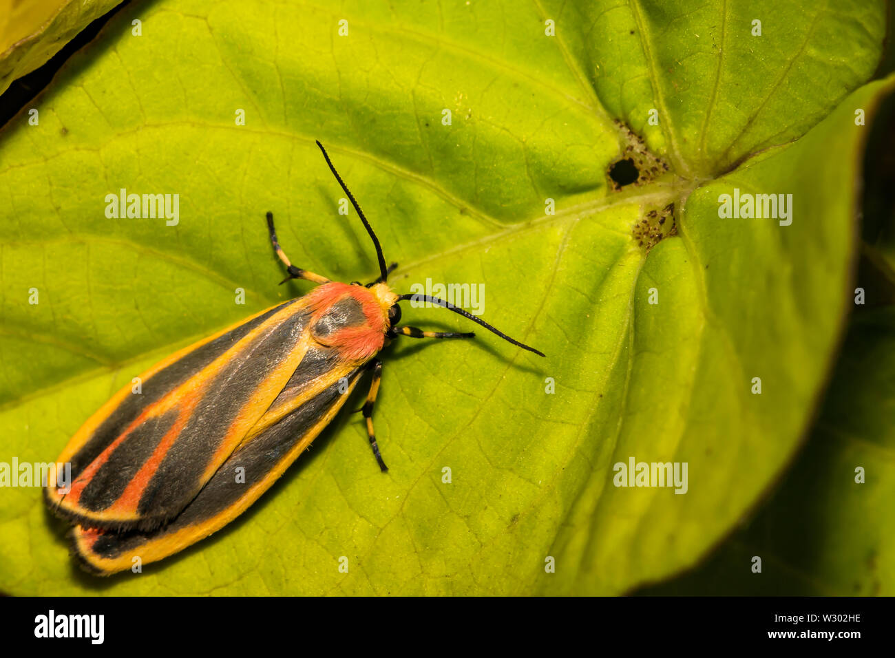 Painted Lichen Moth (Hypoprepia fucosa Stock Photo - Alamy