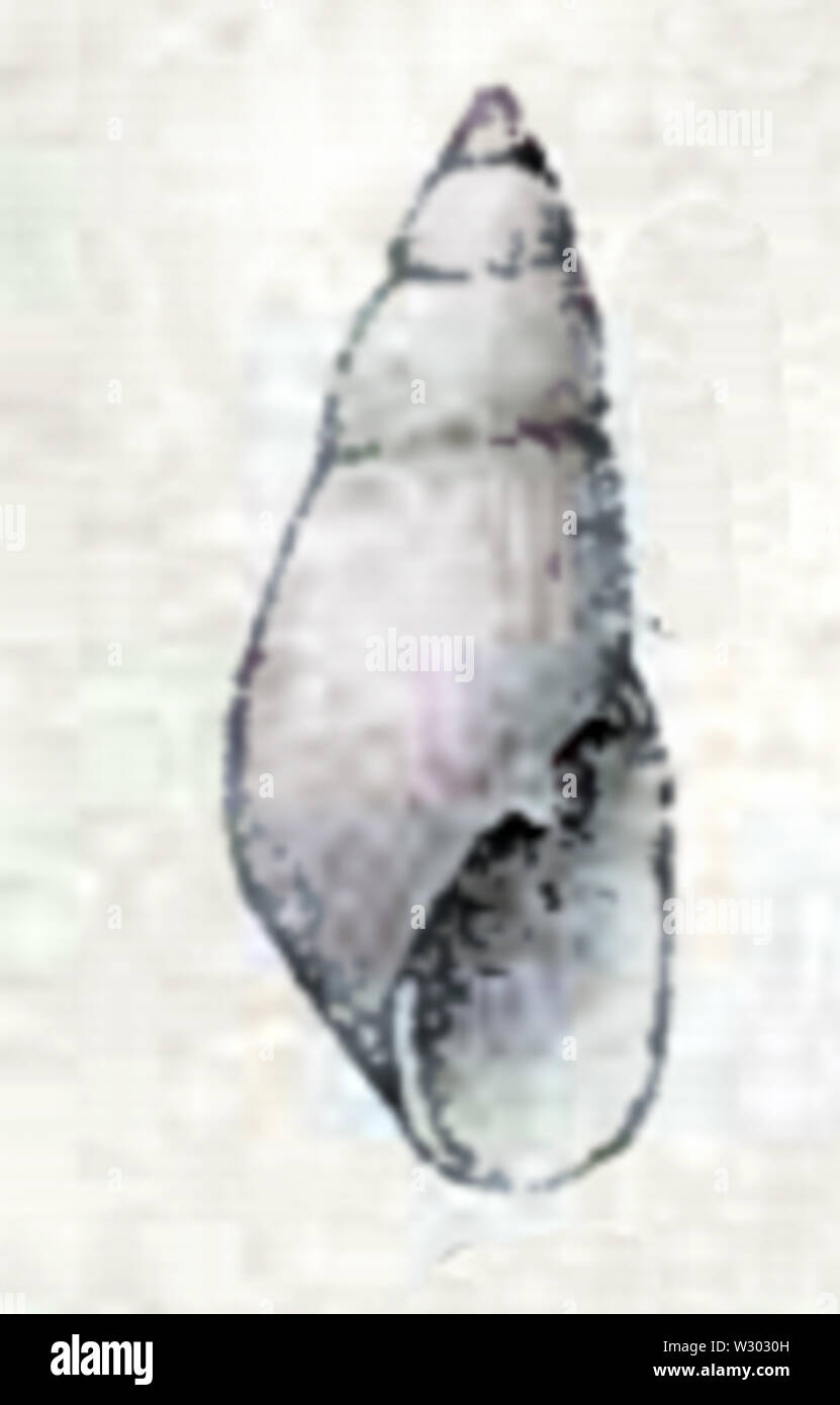 Vitrea hi-res stock photography and images - Alamy