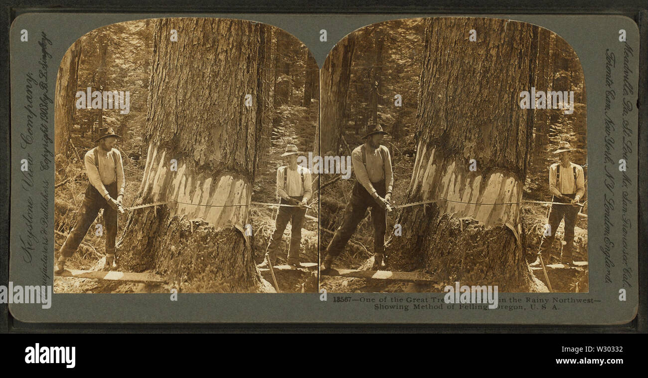 One of the great trees that grow in the rainy northwest--showing method ...