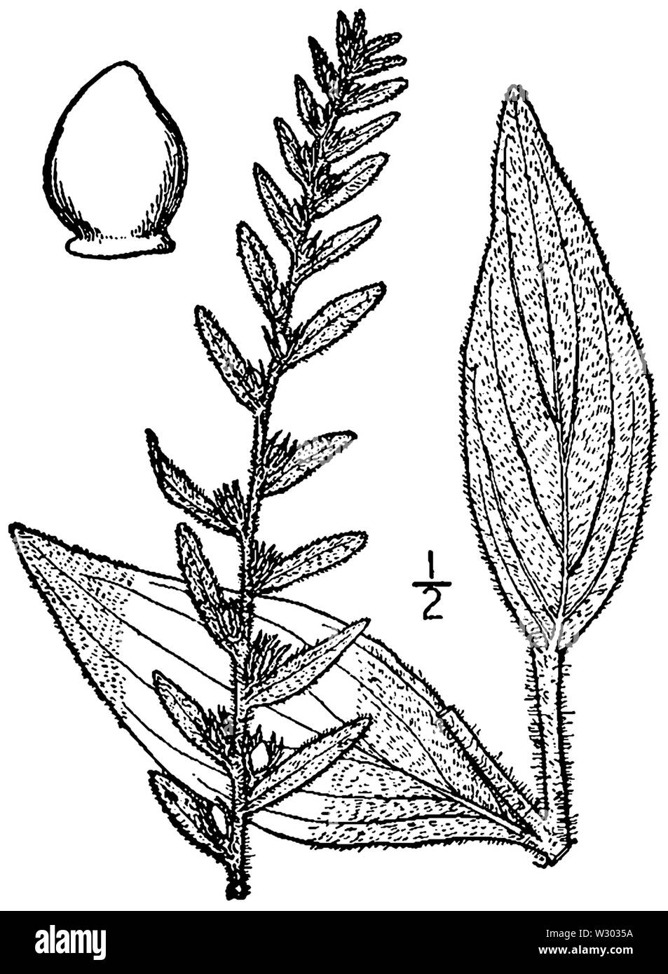 Onosmodium bejariense var hispidissimum BB-1913 Stock Photo - Alamy