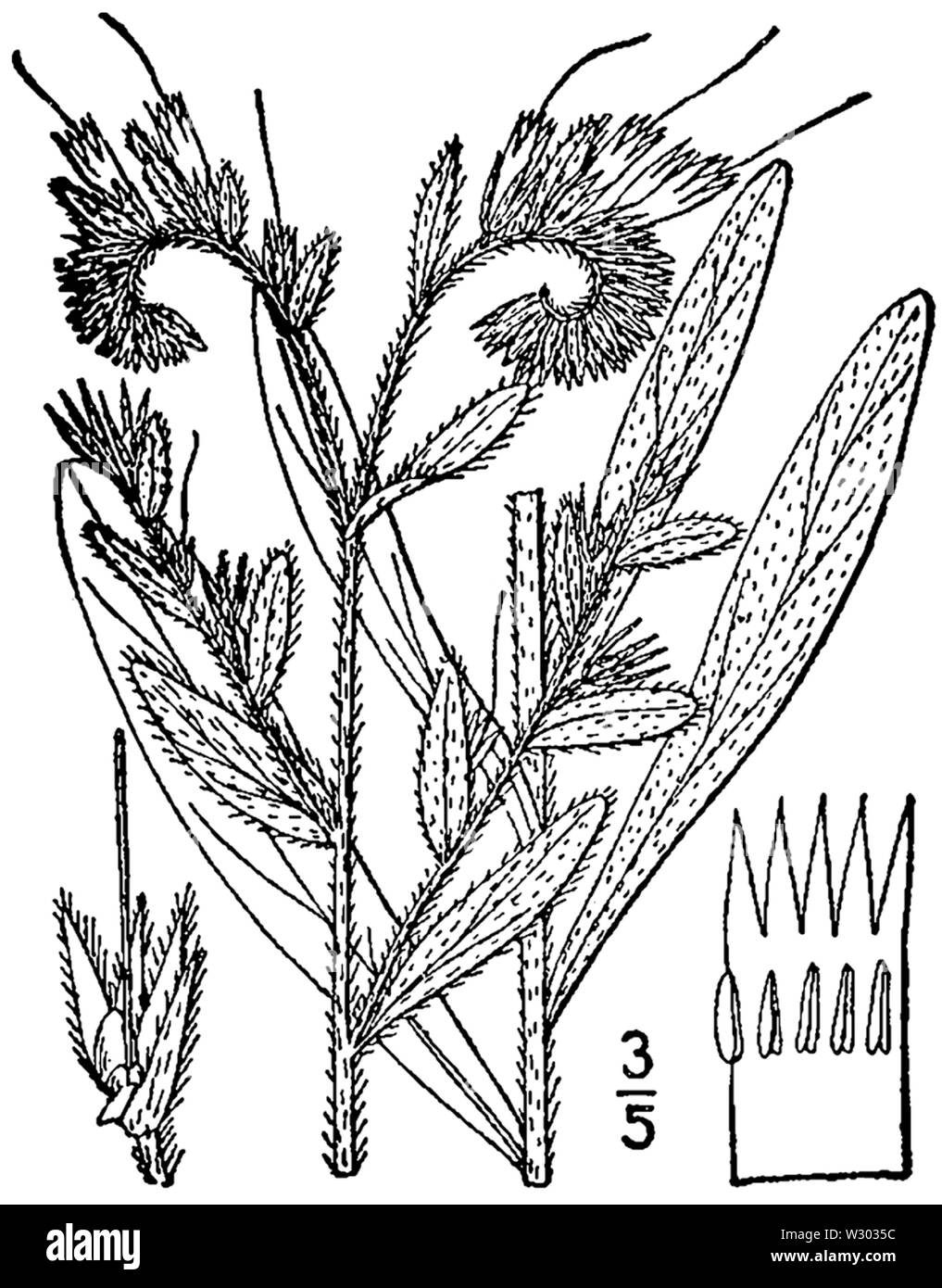 Onosmodium virginianum BB-1913 Stock Photo - Alamy